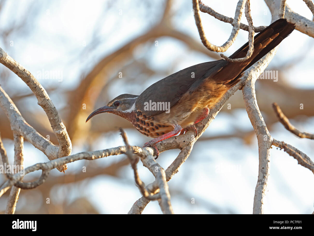 Monias benschi hi-res stock photography and images - Alamy