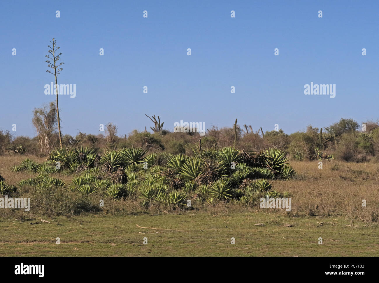 thorn scrub Ifaty, Madagascar November Stock Photo - Alamy