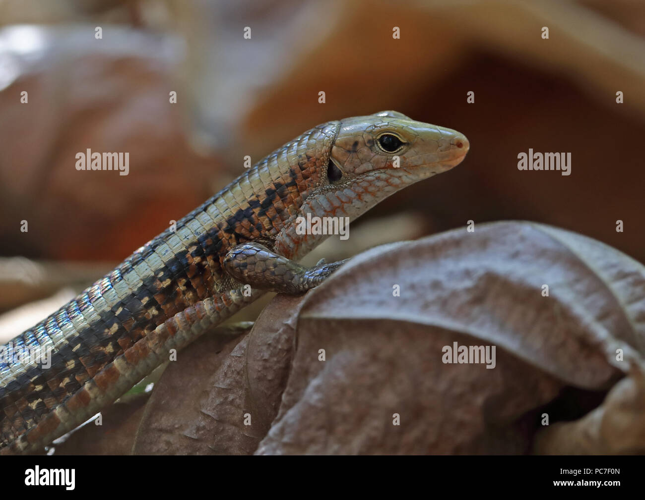 Western Girdled Lizard (Zonosaurus laticaudatus) close up of adult on ...