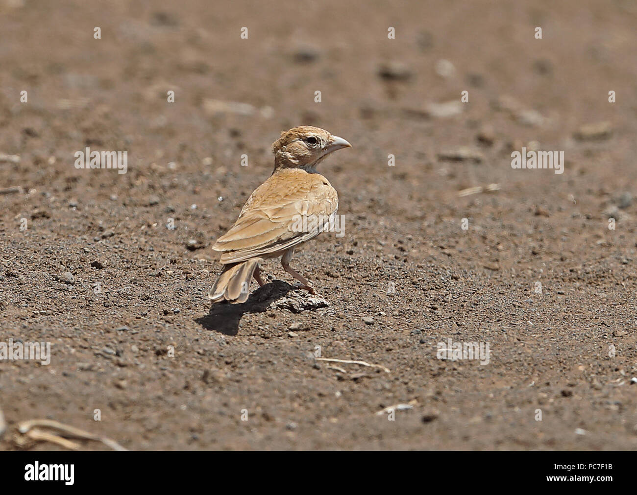 Black-crowned Sparrow-lark (Eremopterix nigriceps nigriceps) adult ...