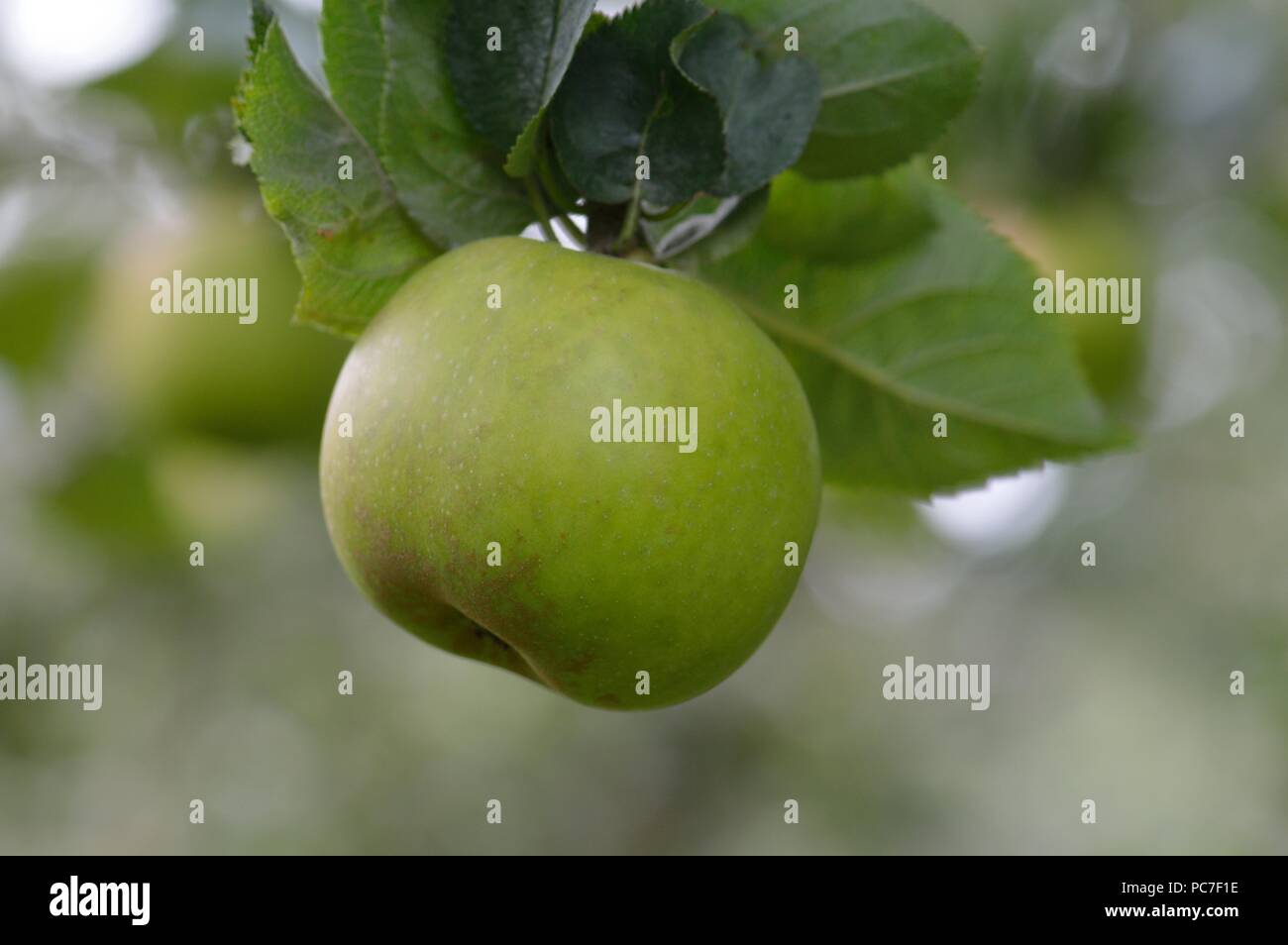 Blenham hi-res stock photography and images - Alamy
