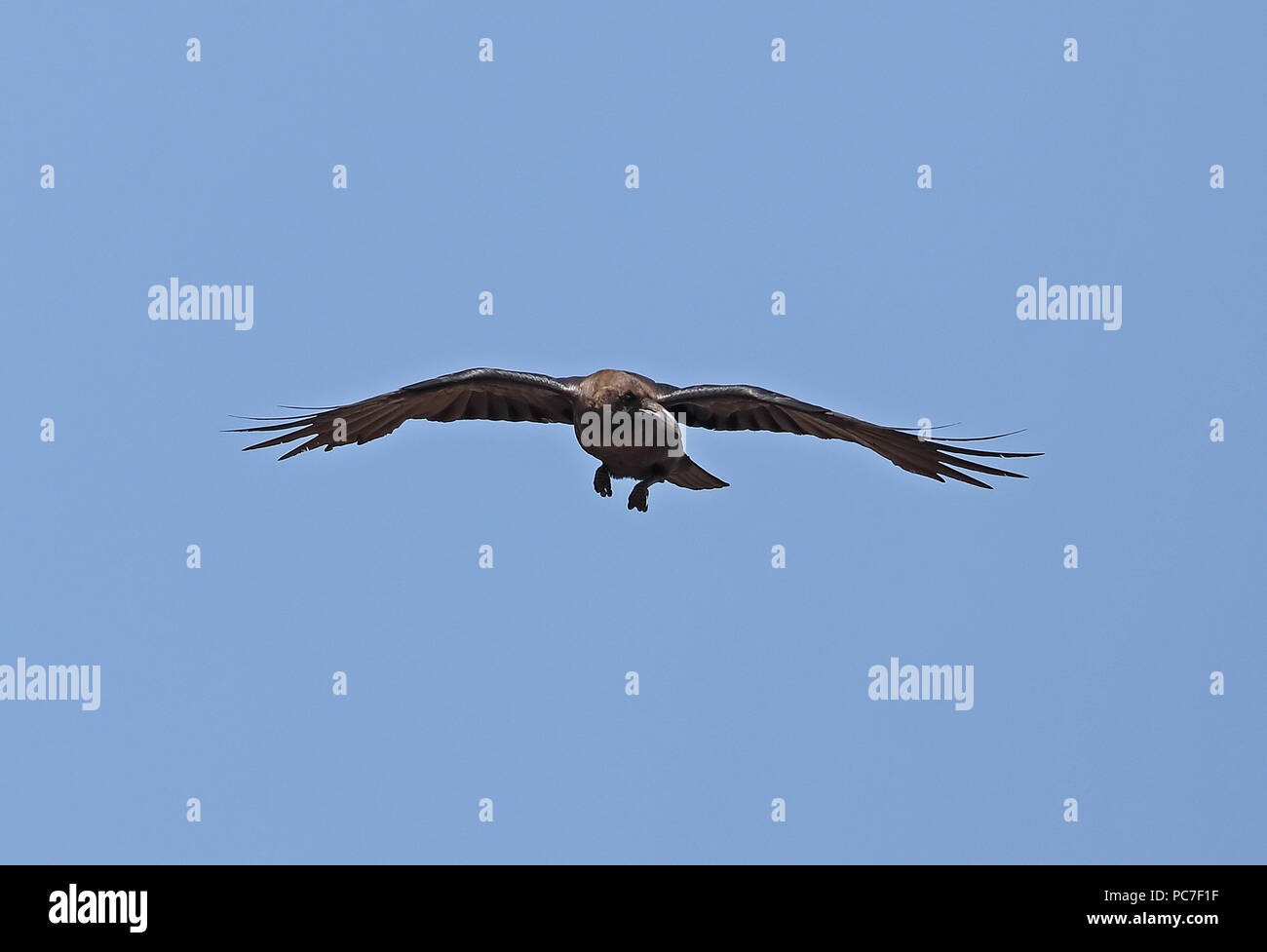 Birds of cape verde islands hi-res stock photography and images - Alamy