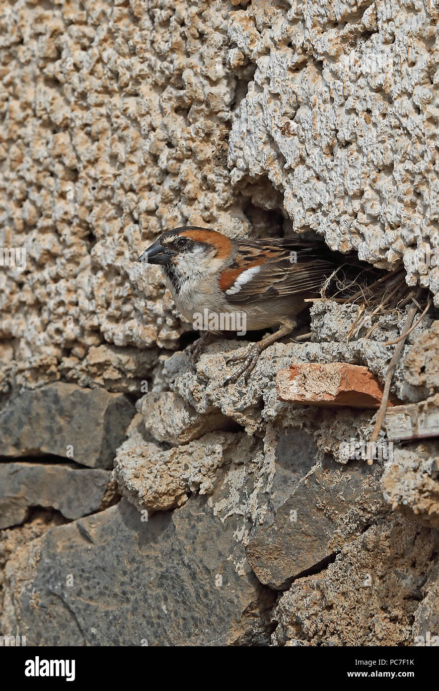 Iago Sparrows High Resolution Stock Photography and Images - Alamy