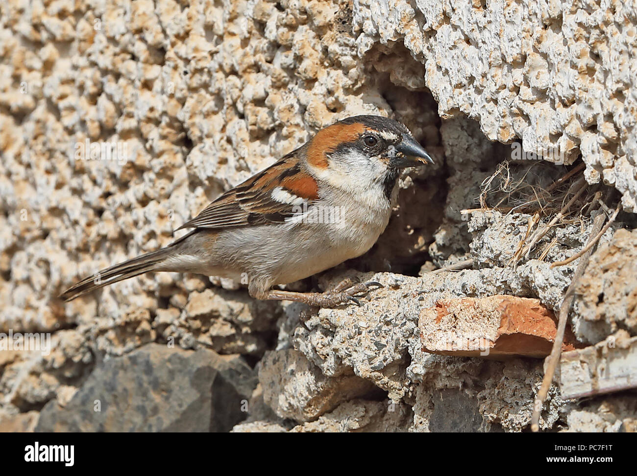 Passer iagoensis hi-res stock photography and images - Alamy