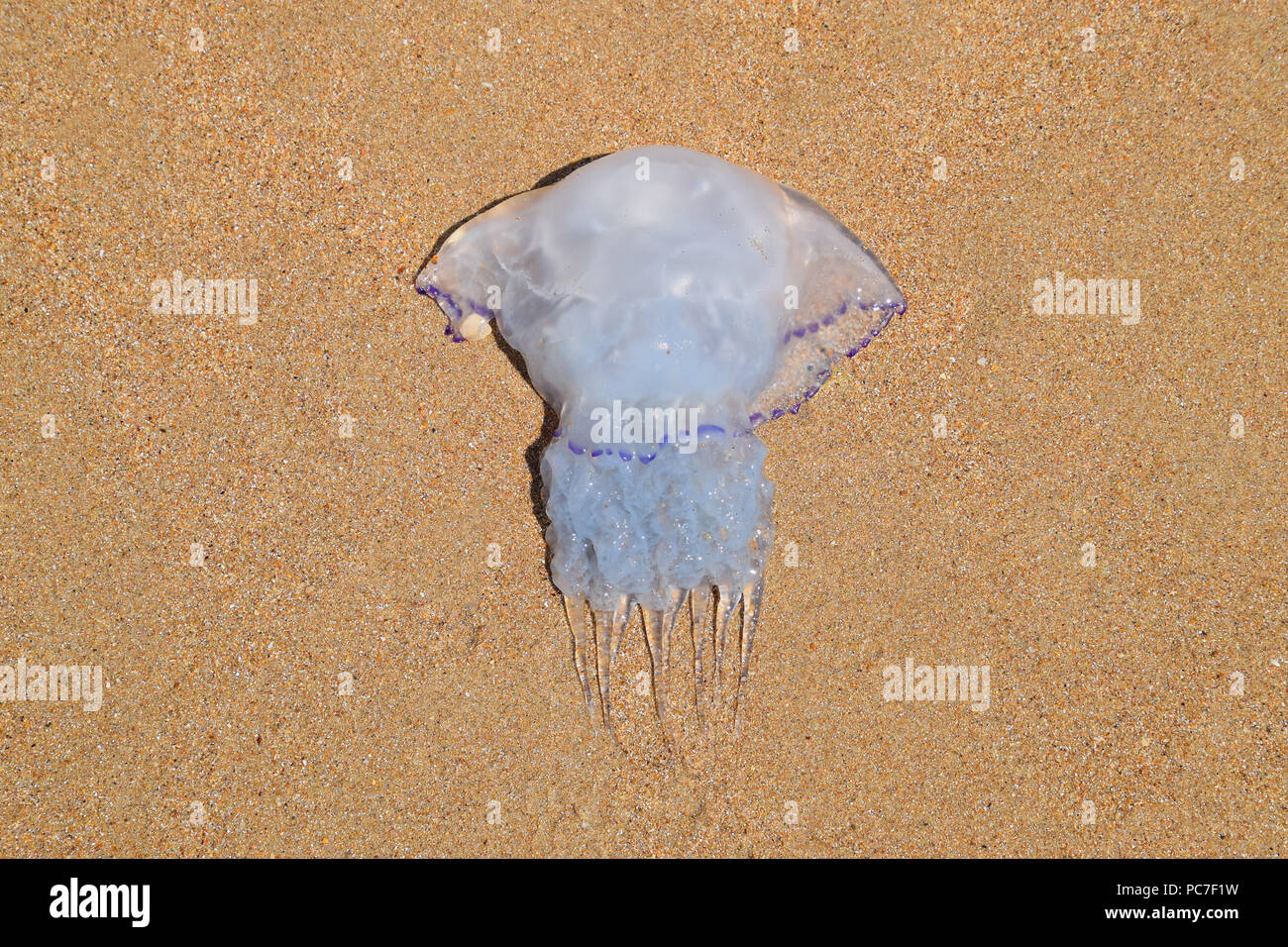 Jellyfish Rhizostoma root rope, thrown to the shore of the sea. Dead ...