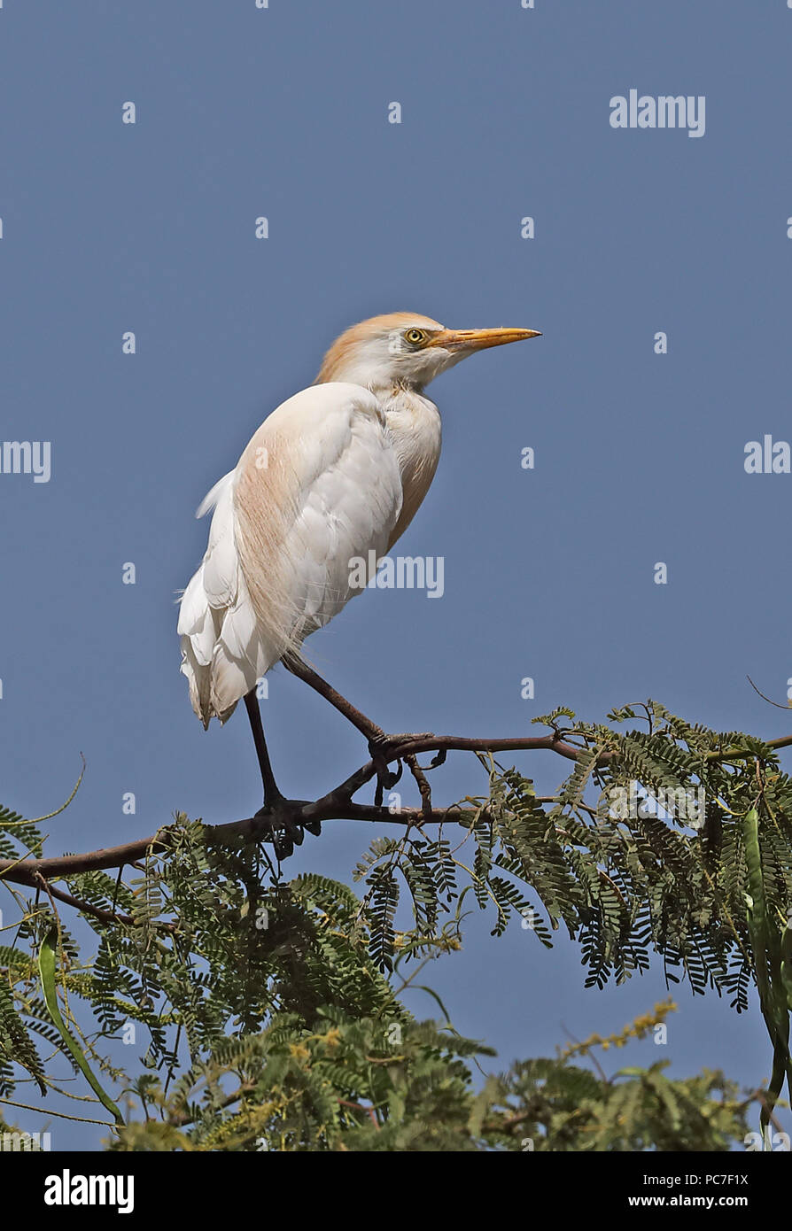 Birds of cape verde islands hi-res stock photography and images - Alamy