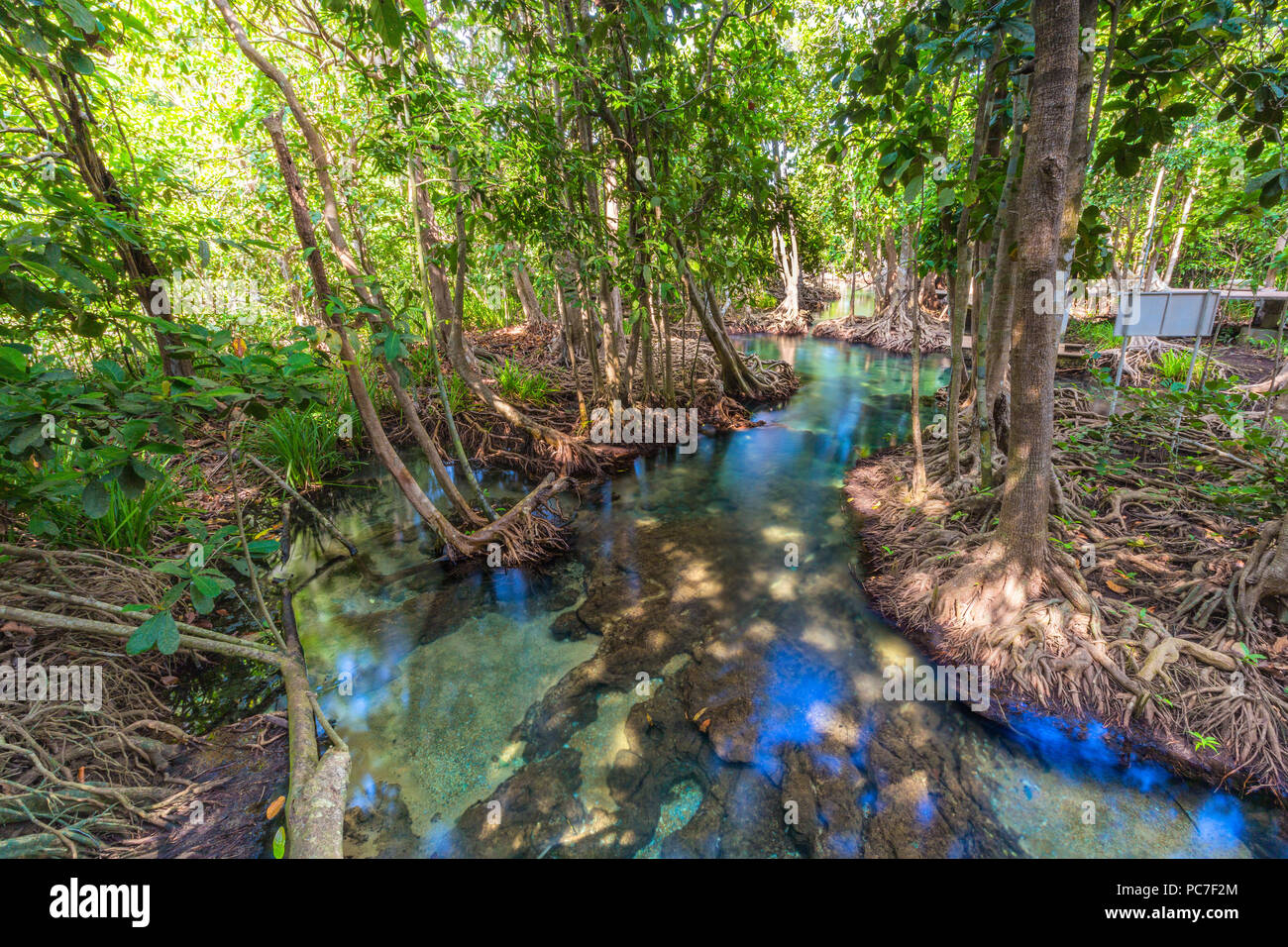 Wooden bridge to the jungle, Tha pom mangrove forest, Krabi,Thailand ...