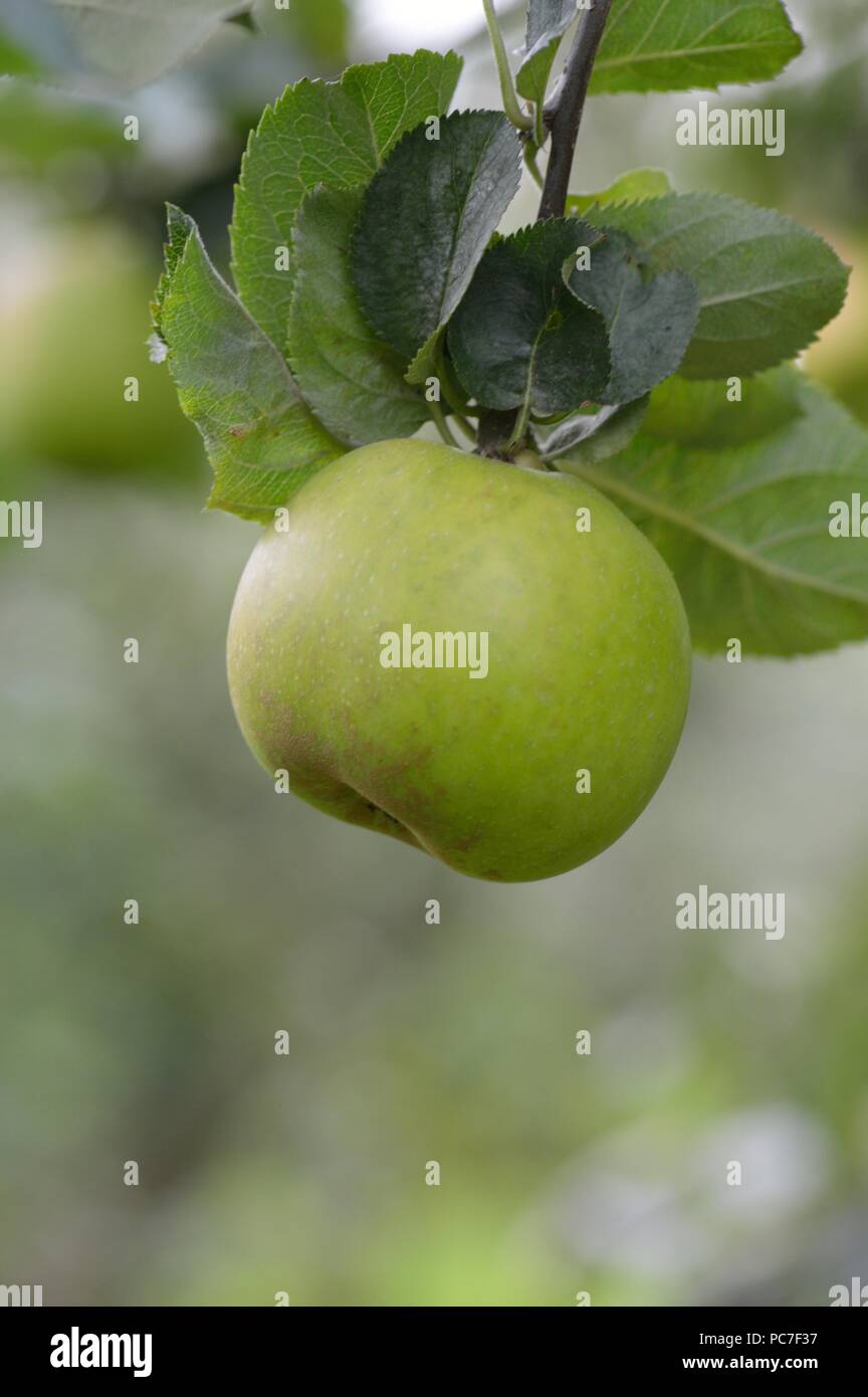 Apple Blenham orange Stock Photo - Alamy