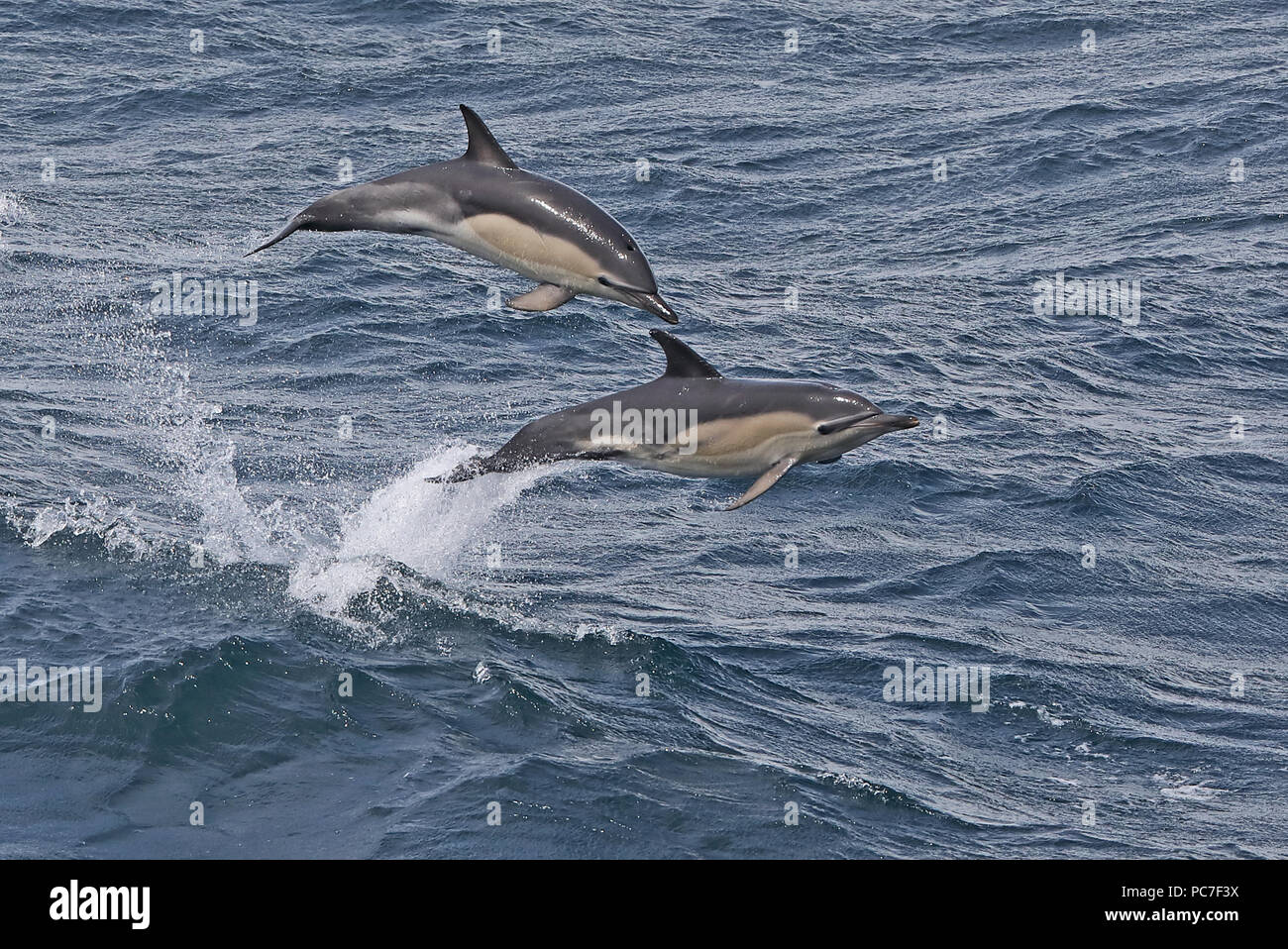 Short-beaked Common Dolphin (Delphinus delphis delphis) two adults jumping from sea Atlantic ...