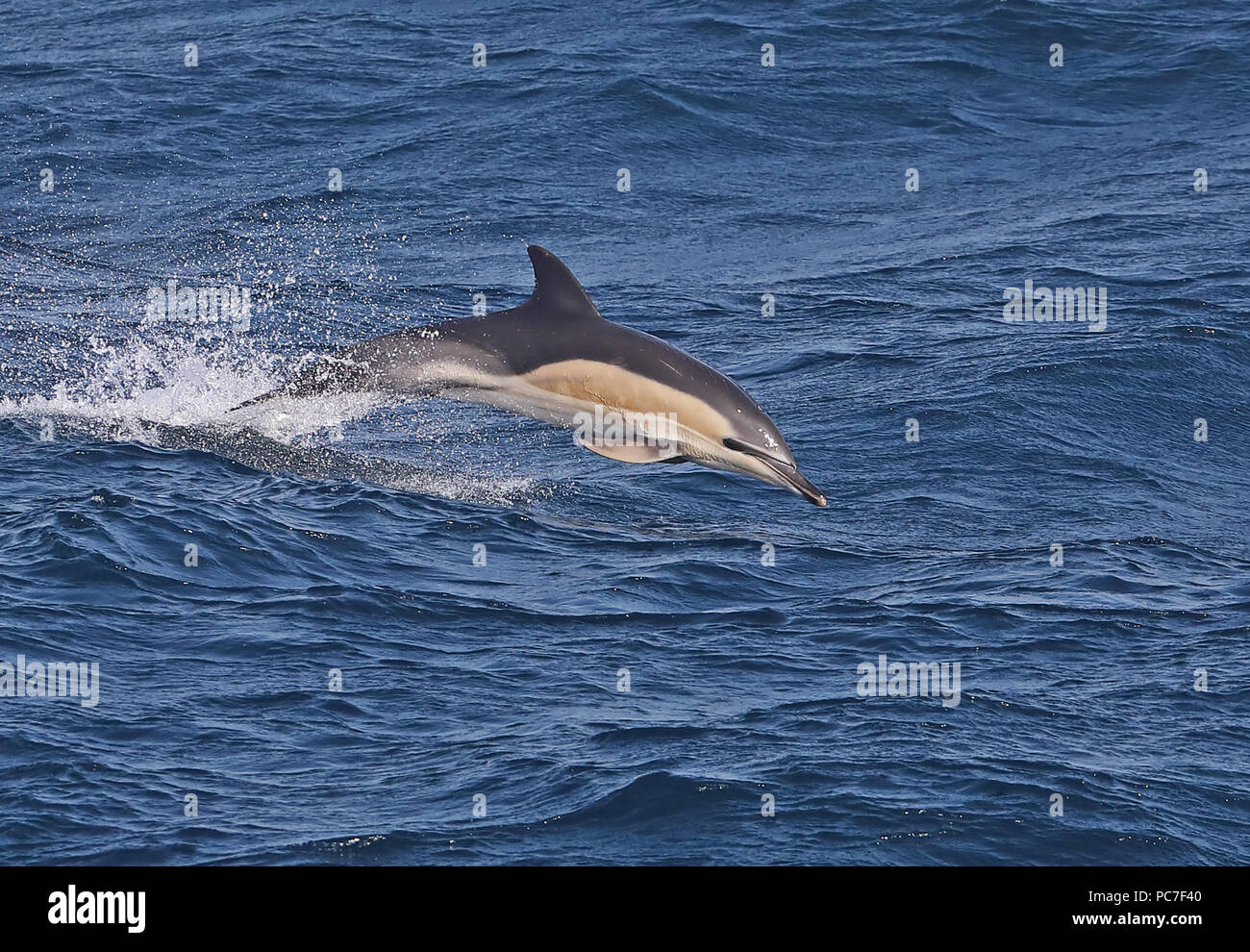 Short-beaked Common Dolphin (Delphinus delphis delphis) adult jumping from sea Atlantic Ocean ...