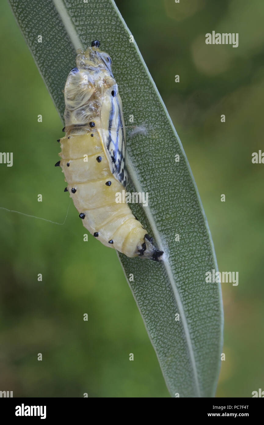 Matured larva of Common Jezebel butterfly inside the pupa before ...
