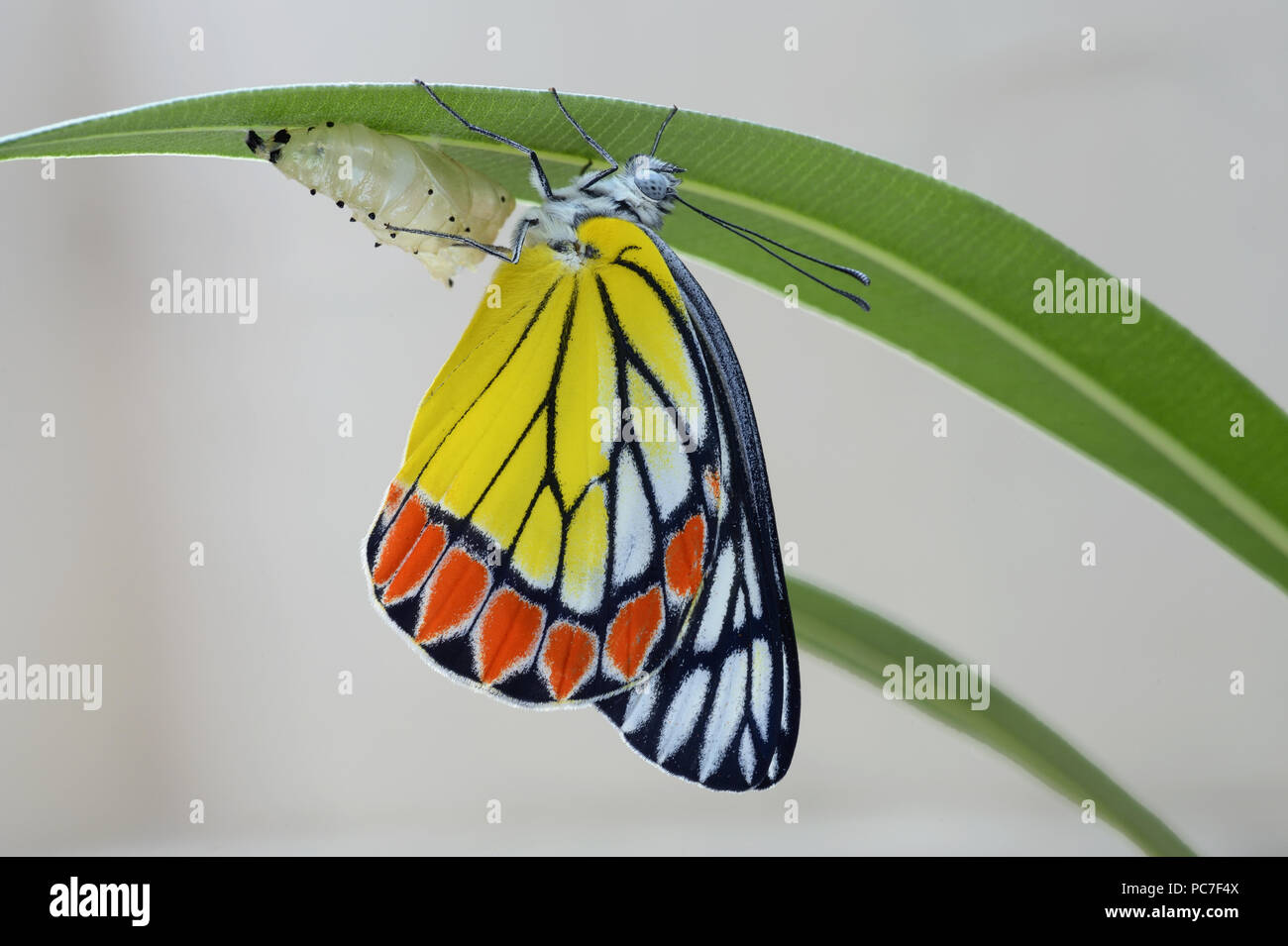 Newly emerged Common Jezebel butterfly, Delias eucharis hanging near ...
