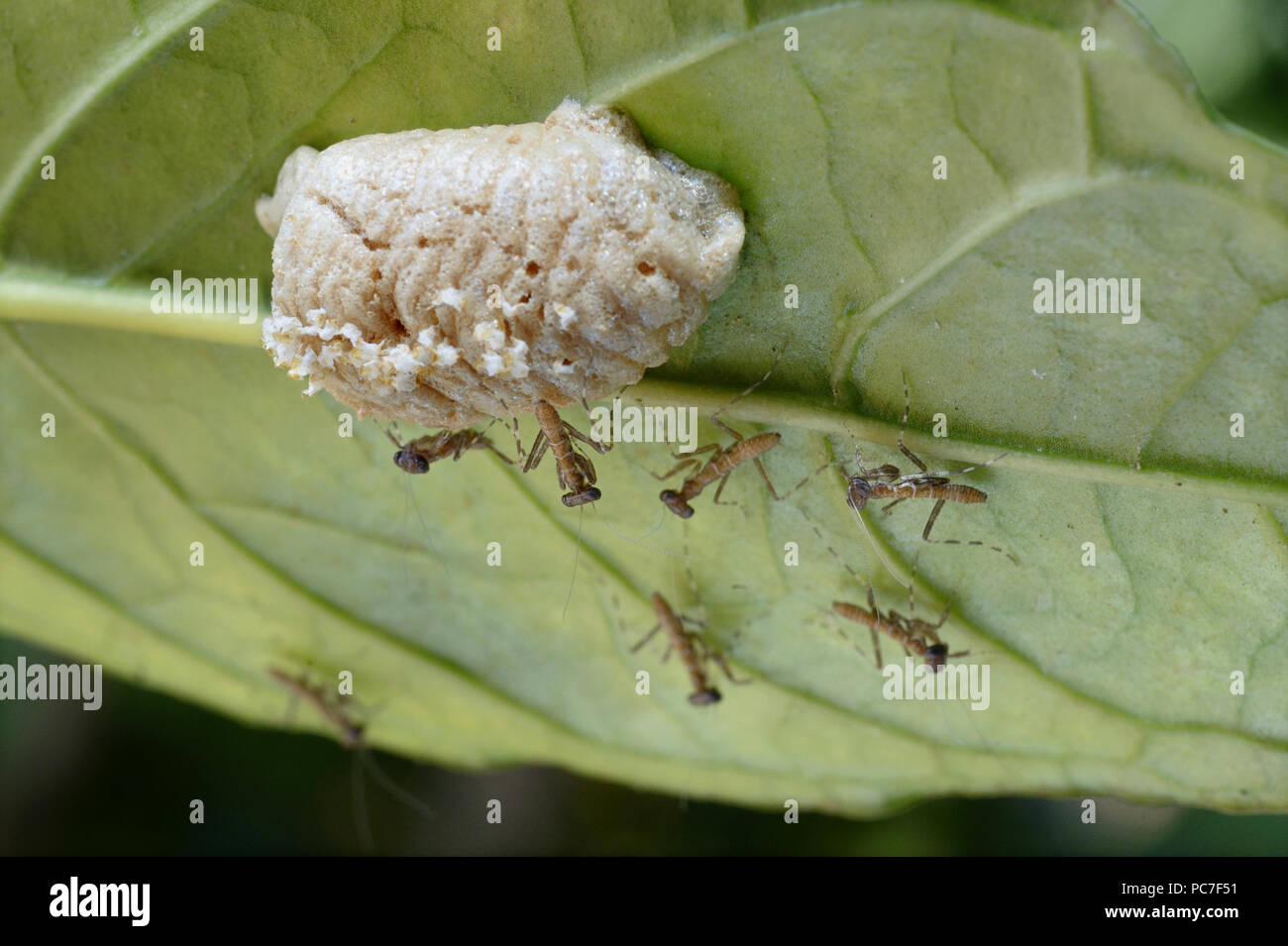 Emerged Young Praying Mantises Mantis Religiosa From Egg Case Or Ootheca Laid On A Leaf