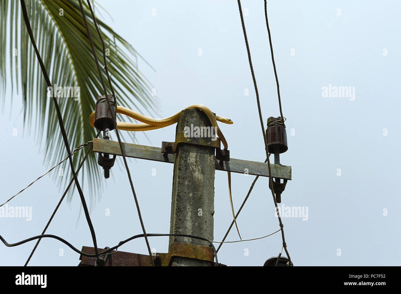 Indian yellow rat snake-oriental ratsnake- (Ptyas muscosus) chasing a ...