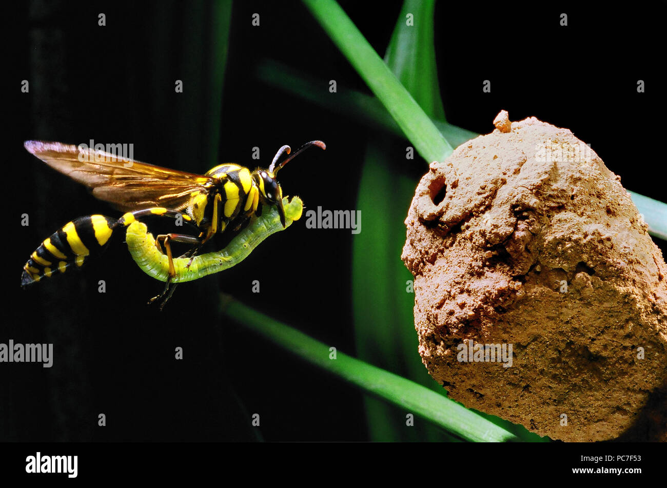 Black and yellow potter wasp hi-res stock photography and images - Alamy