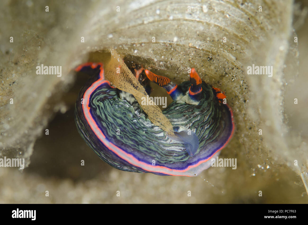 Nudibranch egg mass hi-res stock photography and images - Alamy