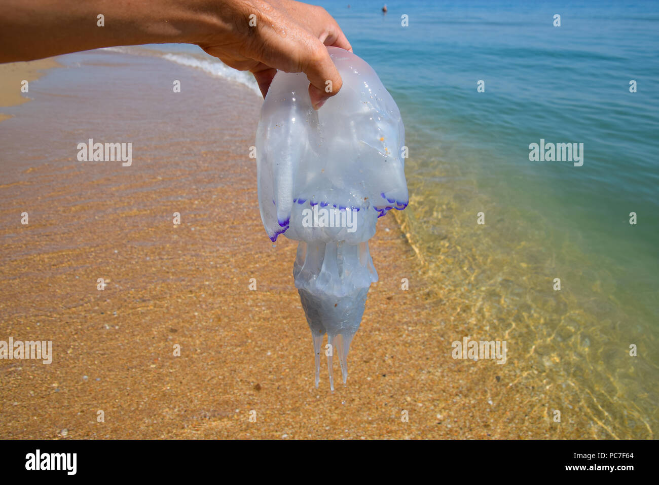 Jellyfish Rhizostoma root rope, thrown to the shore of the sea. Dead ...