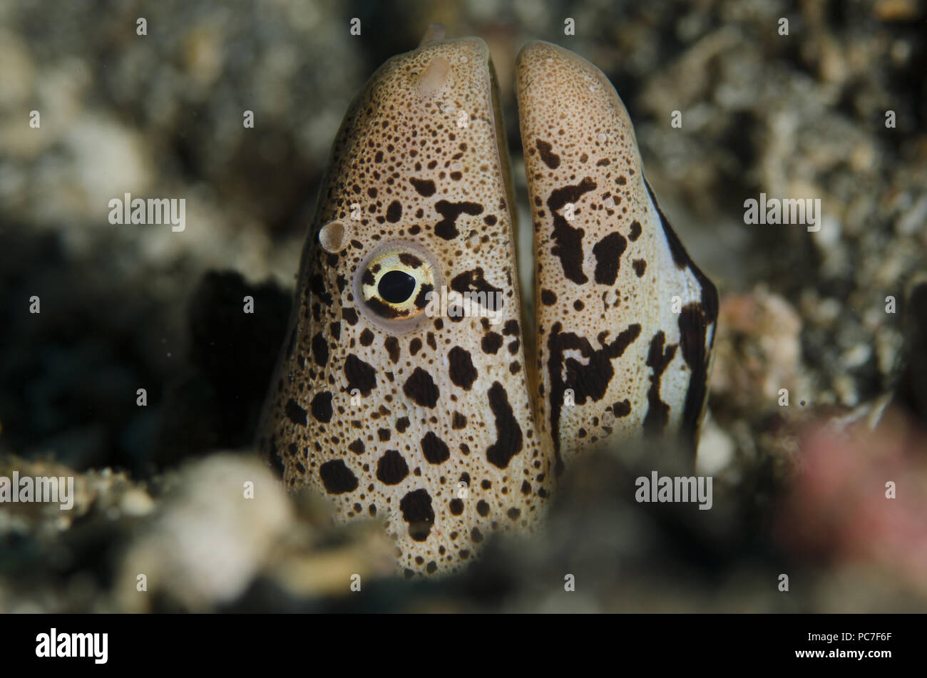 Banded Mud Moray Eel (Gymnothorax chlamydatus), in hole on black sand ...