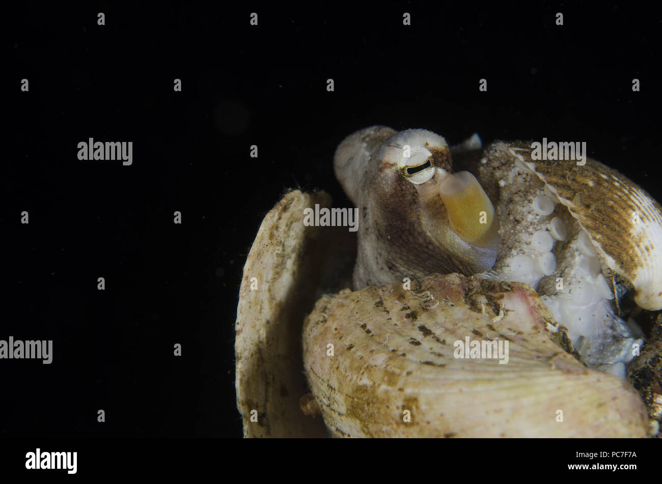 Veined Octopus (Octopus marginatus), protected by shells, Night dive ...