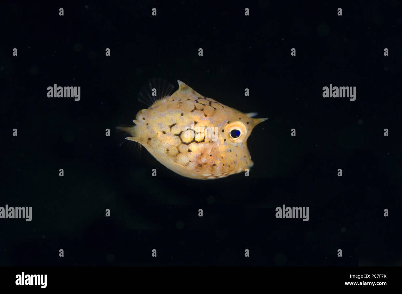 Humpback Turretfish (Tetrosomus gibbosus), Juvenile, Night dive, TK1 ...