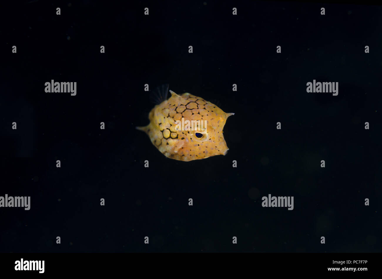 Humpback Turretfish (Tetrosomus gibbosus), Juvenile, Night dive, TK1 ...