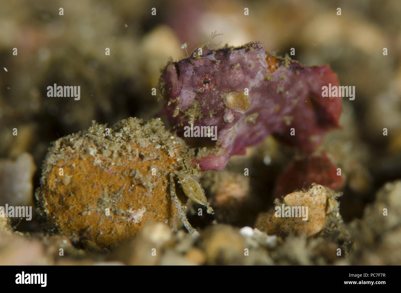 Spotfin Frogfish (Antennatus nummifer), Critter Hunt dive site, Lembeh ...