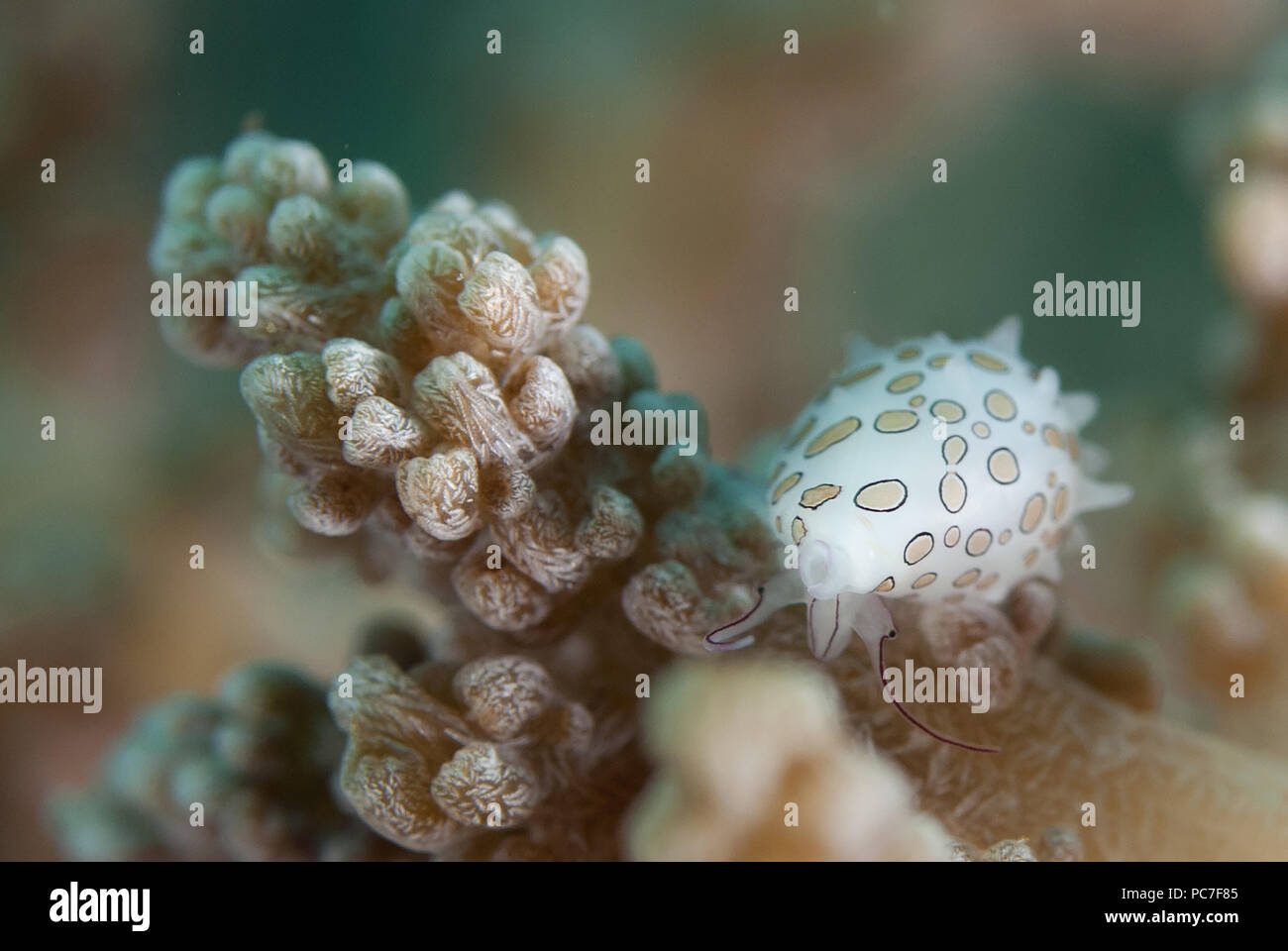 Margarita egg cowrie diminovula margarita hi-res stock photography and ...
