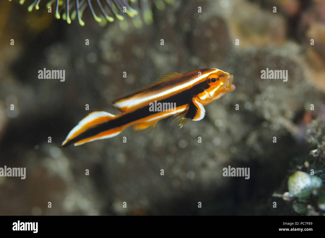 Juvenile Ribbon Sweetlips (Plectorhinchus polytaenia), Tanjung Tebal ...