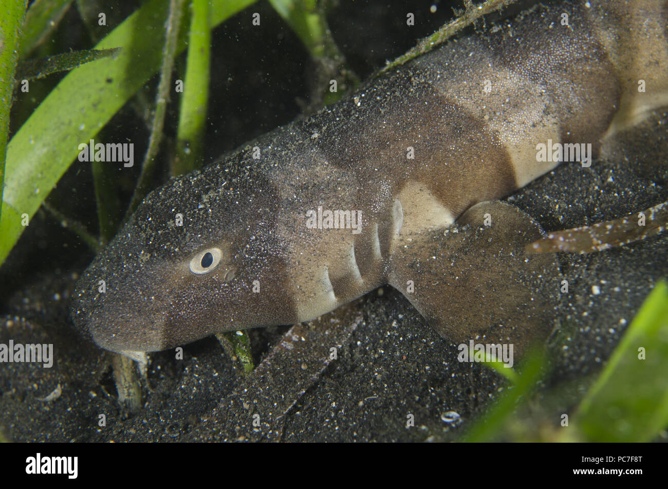 Brown-banded Bamboo Shark (Chiloscyllium punctatum), Juvenile in sea ...