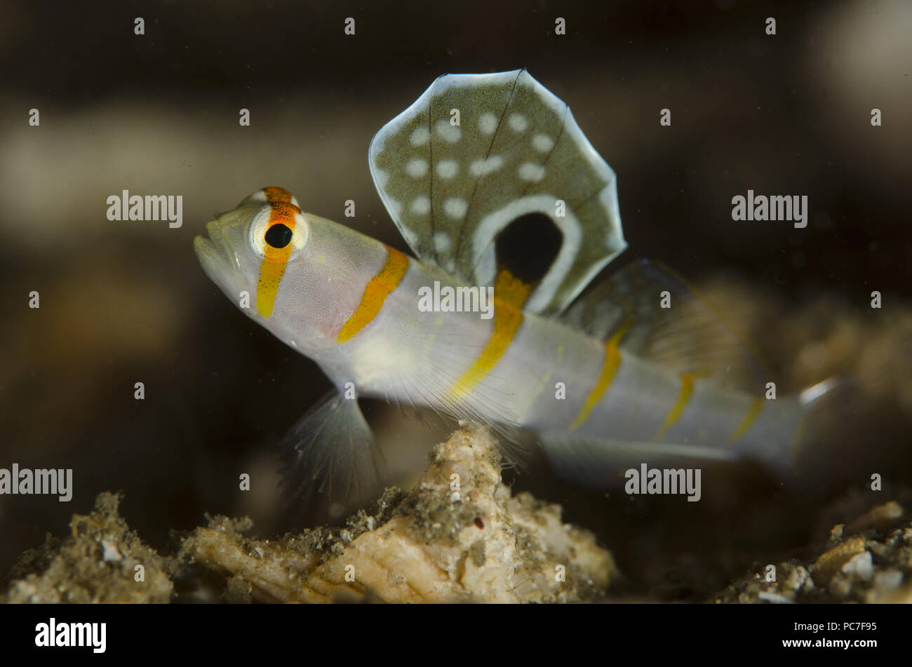 Randall's Shrimpgoby (Amblyeleotris randalli), with extended fin ...