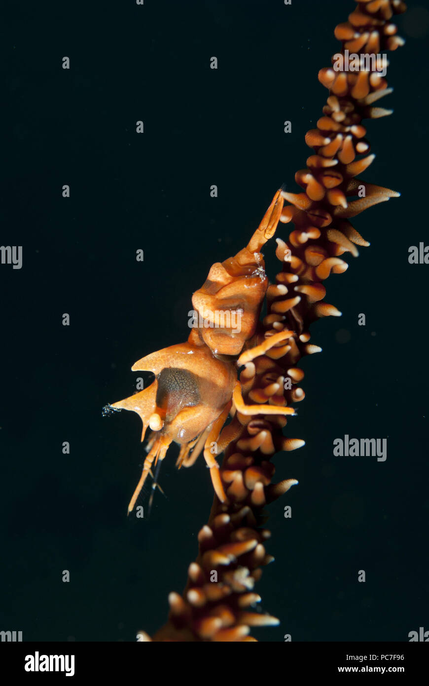 Zanzibar Whip Coral Shrimp (Dasycaris zanzibarica), on Whip Coral ...