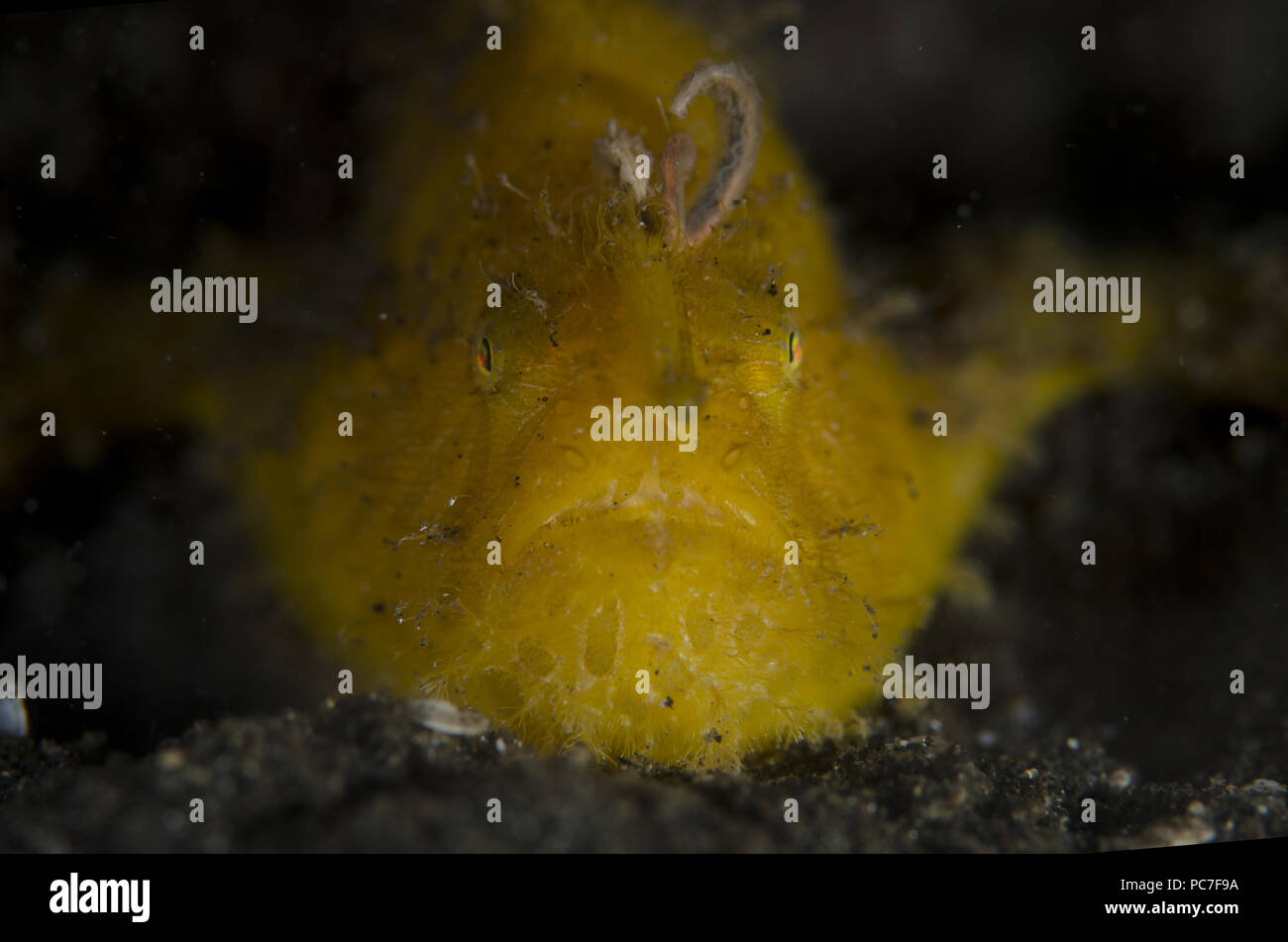 Worm like lure hi-res stock photography and images - Alamy