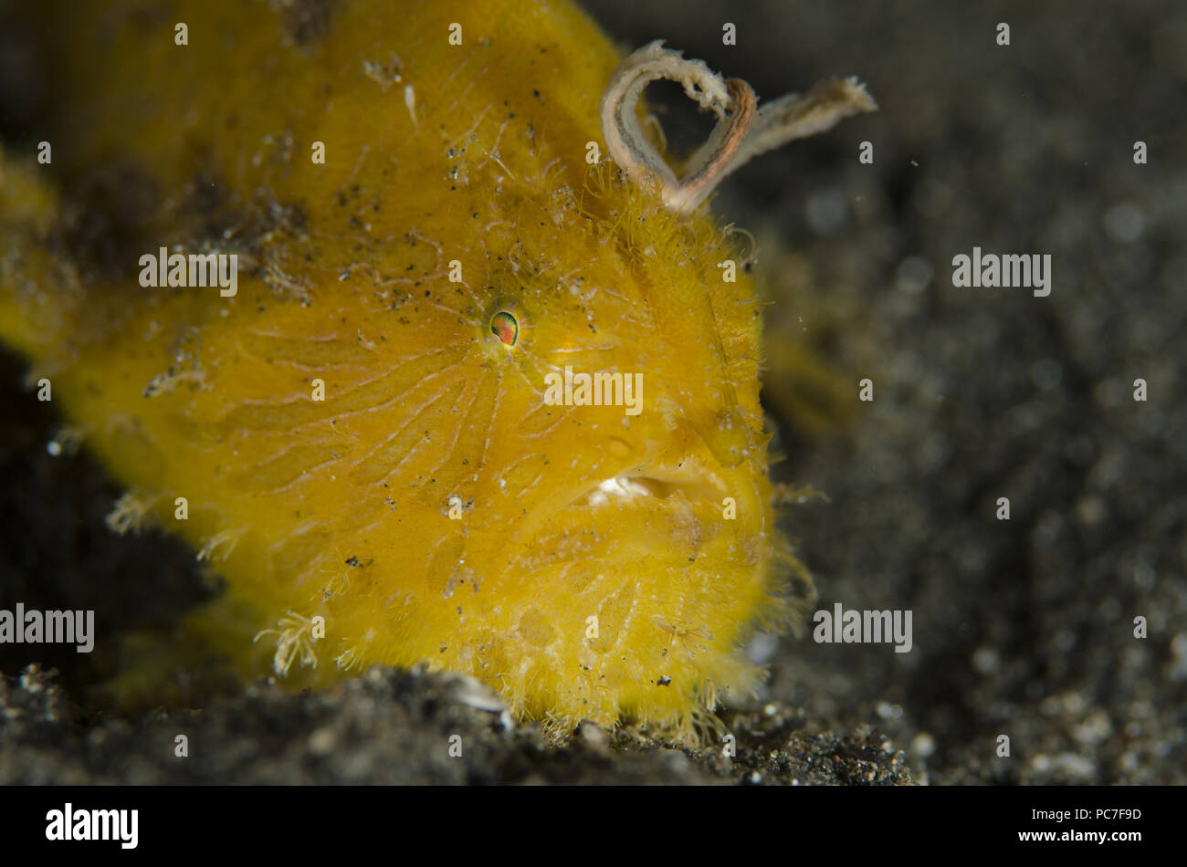 Worm like lure hi-res stock photography and images - Alamy