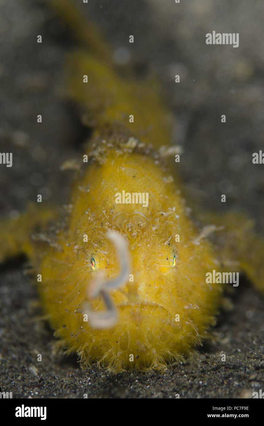 Worm like lure hi-res stock photography and images - Alamy