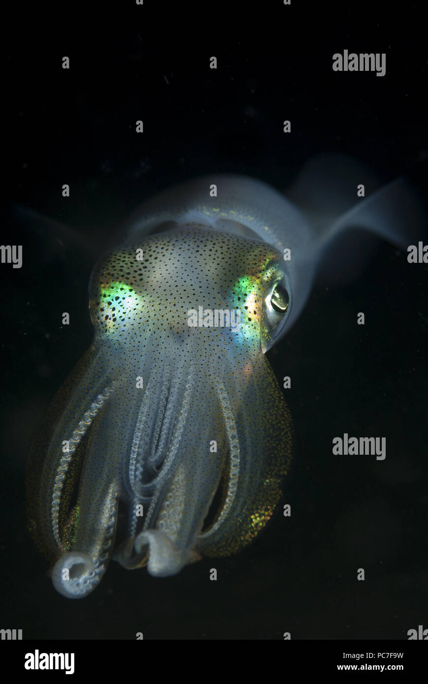 Bigfin Reef Squid (Sepioteuthis lessoniana), Night dive, TK1 dive site ...