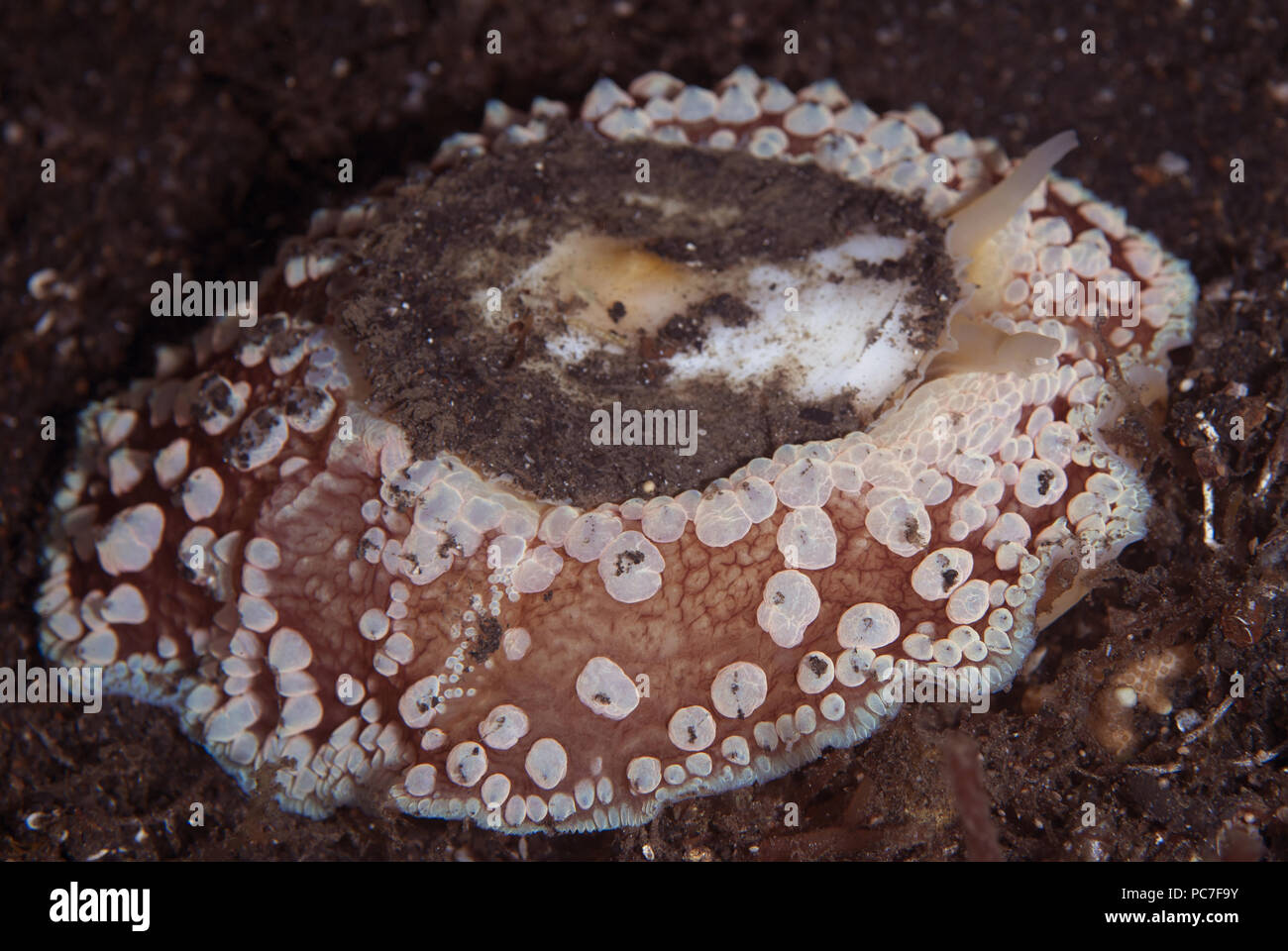 Umbrella Shell (Umbraculum umbraculum) on black sand, Night dive, TK1 ...