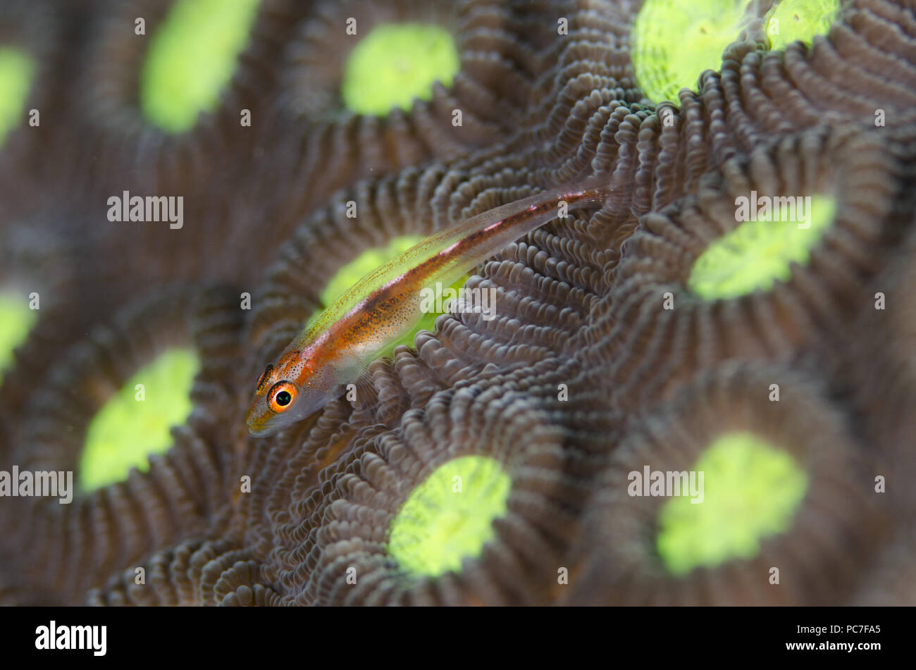 Dipsastrea hi-res stock photography and images - Alamy