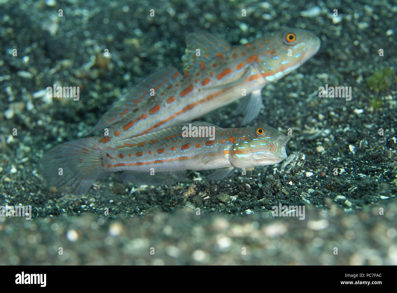 Orange-dashed Goby (Valenciennea puellaris), one of pair giving "yawn ...