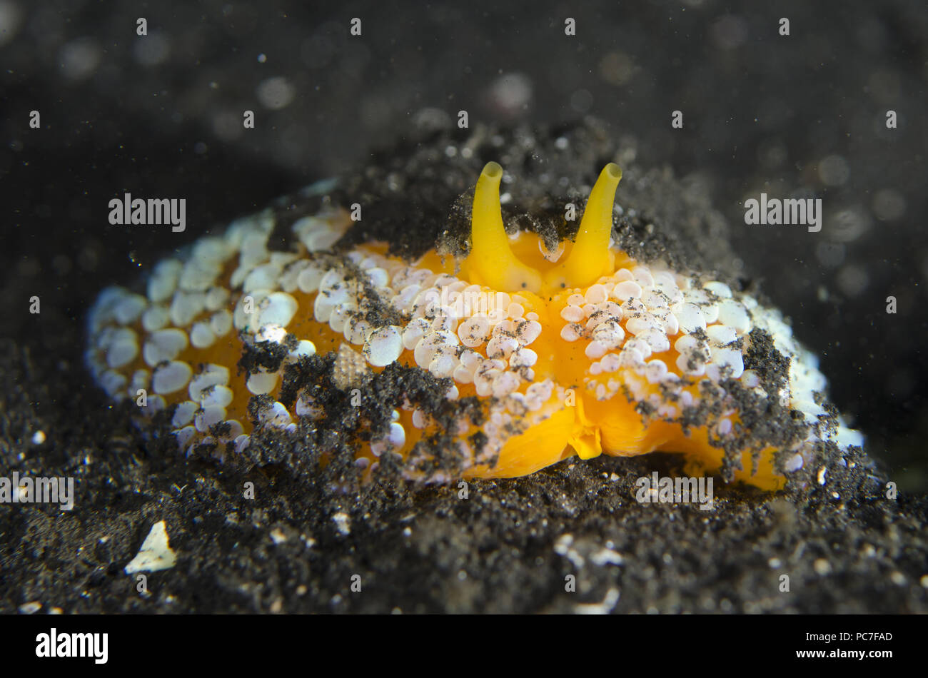 Umbrella Shell (Umbraculum umbraculum), on black sand, Night dive, TK1 ...