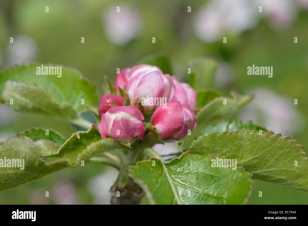 Bramleys seedling apples harvest hi-res stock photography and images ...