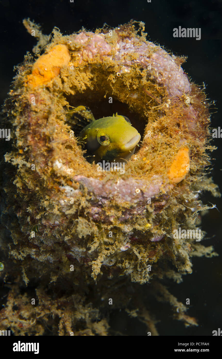 Variable sabretooth blenny hi-res stock photography and images - Alamy