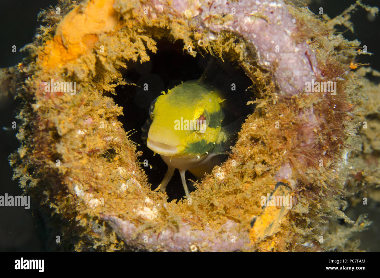 Variable Sabretooth Blenny (Petroscirtes variabilis), in coral ...