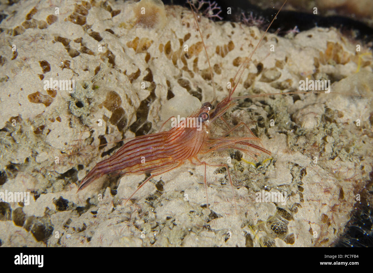 Cleaner Shrimp (Lysmatella sp.), on sponge, Night dive, TK1 dive site ...