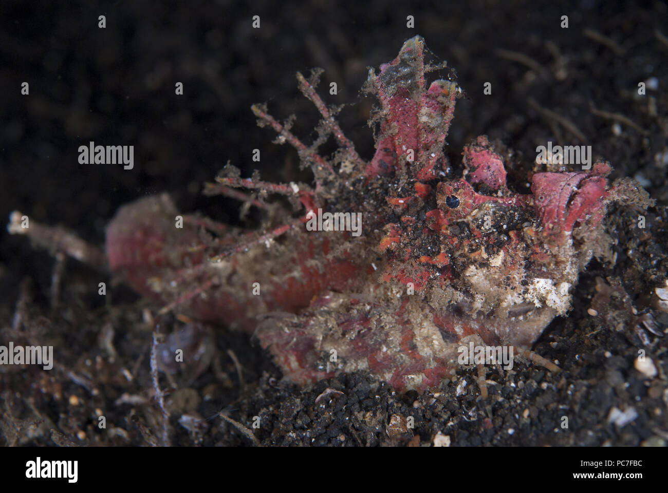 Red Spiny Devilfish (Inimicus didactylus), on black sand with erect ...