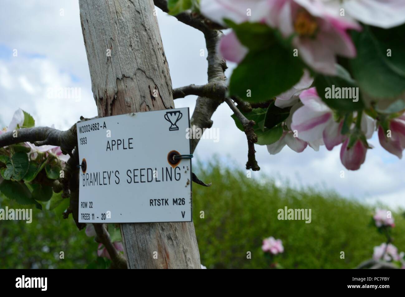 Bramleys seedling apples harvest hi-res stock photography and images ...