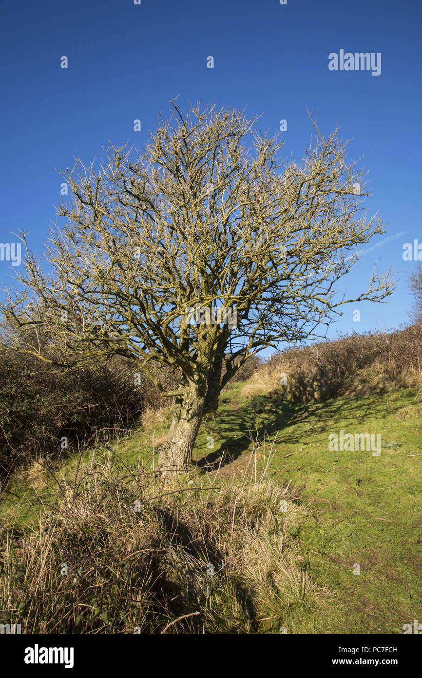 European elderberry tree (Sambucus nigra) showing winter habit against ...