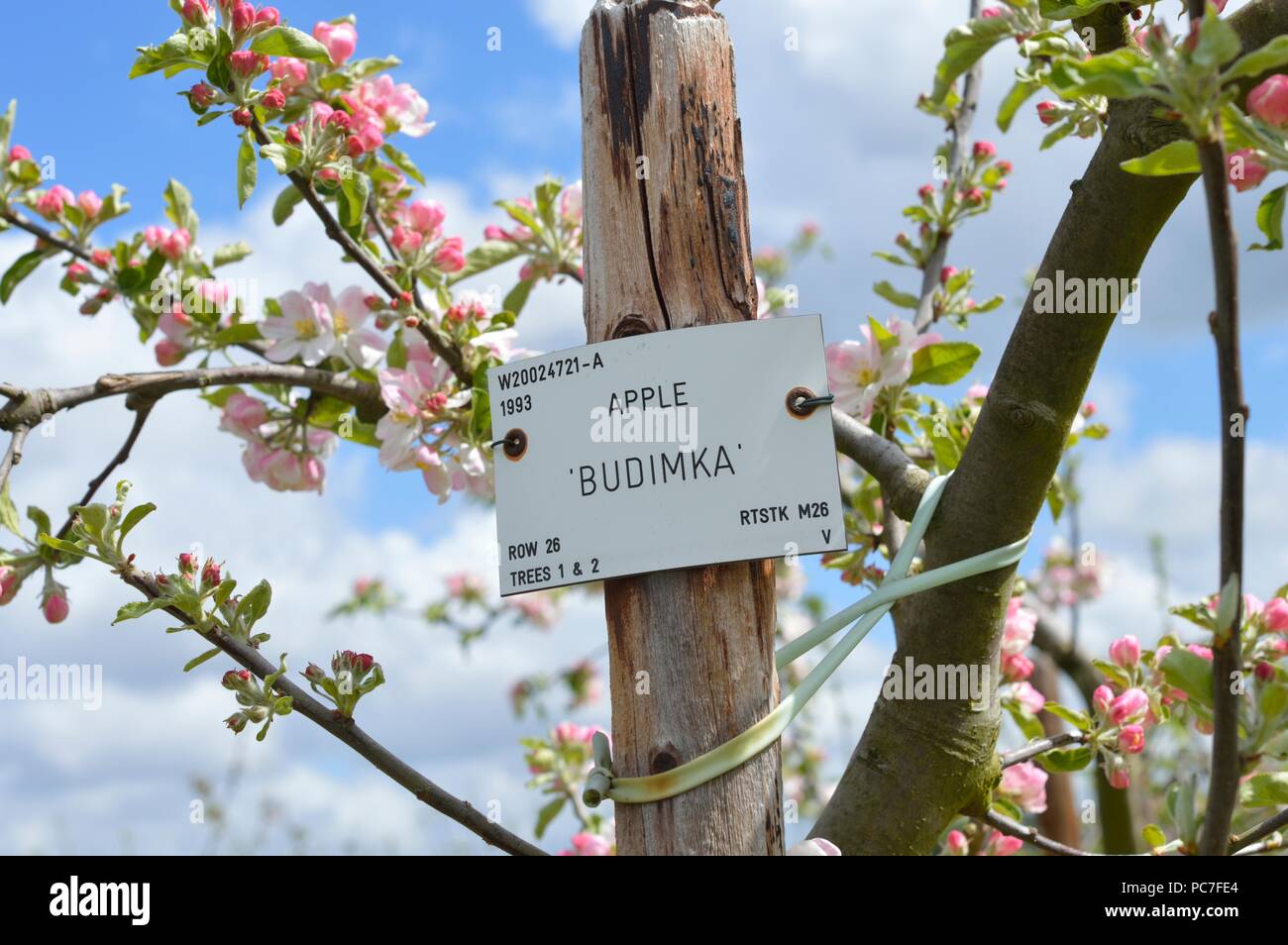 Malus domestica budimka hi-res stock photography and images - Alamy