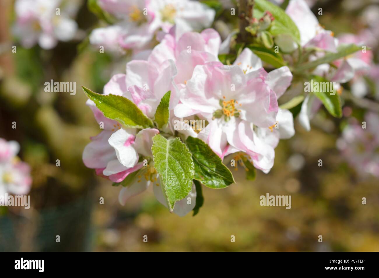Malus domestica budimka hi-res stock photography and images - Alamy