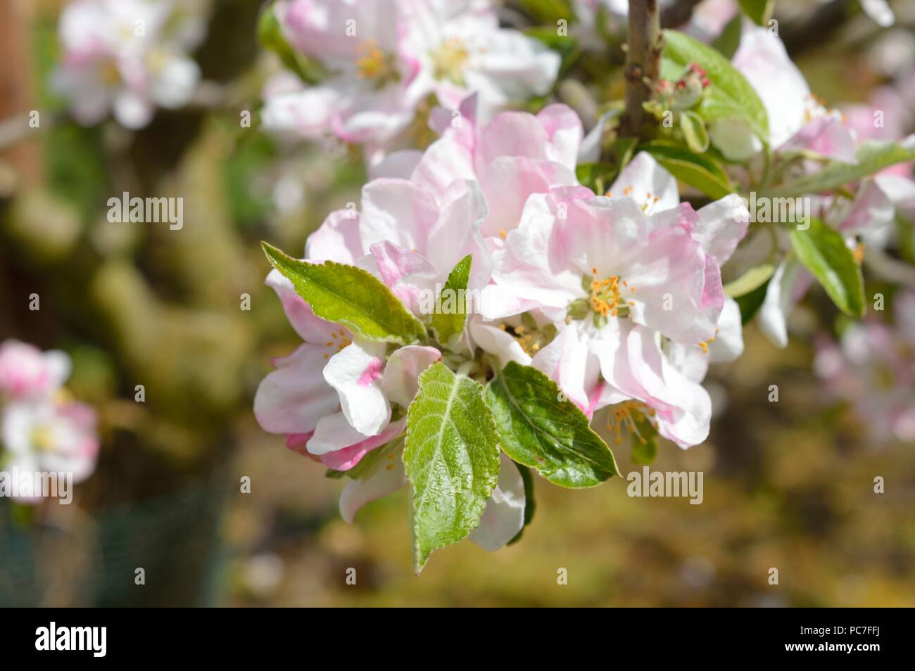 Malus domestica budimka hi-res stock photography and images - Alamy