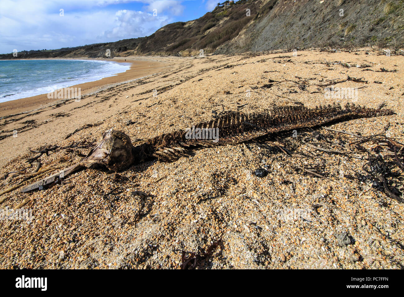 Skeleton march hi-res stock photography and images - Alamy
